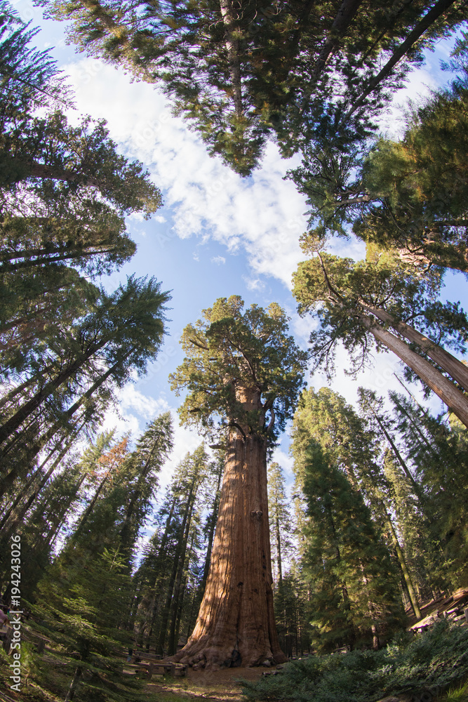 Sequoias,Sequoia,Sequoia National Park,Sequoia trees,Red Wood, Giant ...