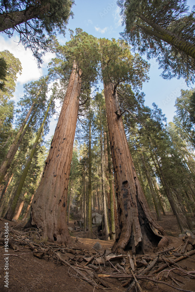 Foto de Sequoias,Sequoia,Sequoia National Park,Sequoia trees,Red Wood ...