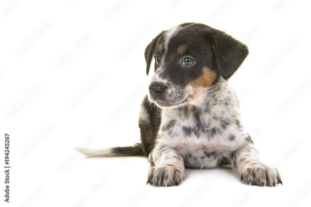 White Australian Shepherd Mix Puppy