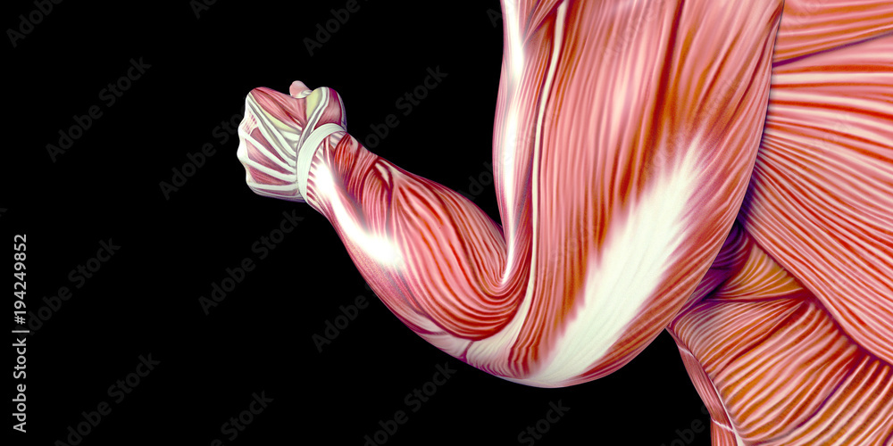Human Male Body Anatomy Illustration with visible muscles Stock ...