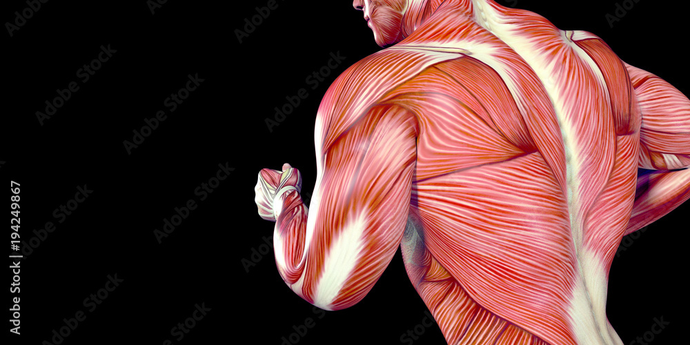 Human Male Body Anatomy Illustration with visible muscles Stock ...