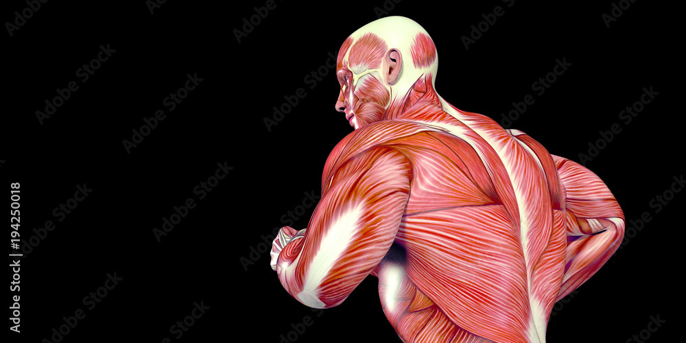 Human Male Body Anatomy Illustration with visible muscles Stock ...