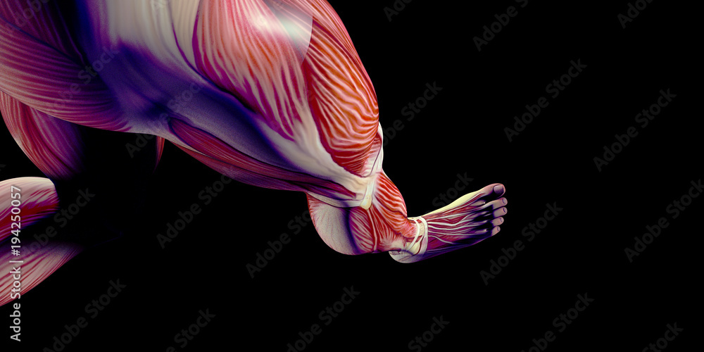 Poster Human Male Body Anatomy Illustration with visible muscles – Wall ...