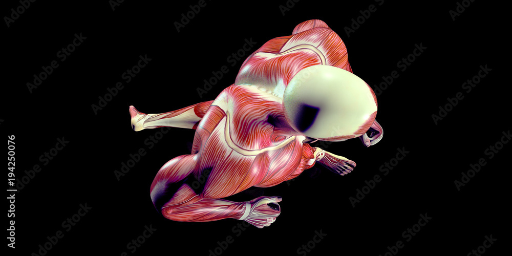 Human Male Body Anatomy Illustration with visible muscles Stock ...