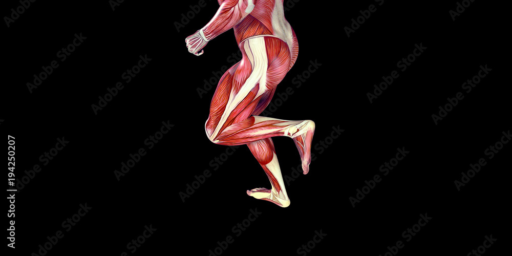 Human Male Body Anatomy Illustration with visible muscles Stock ...