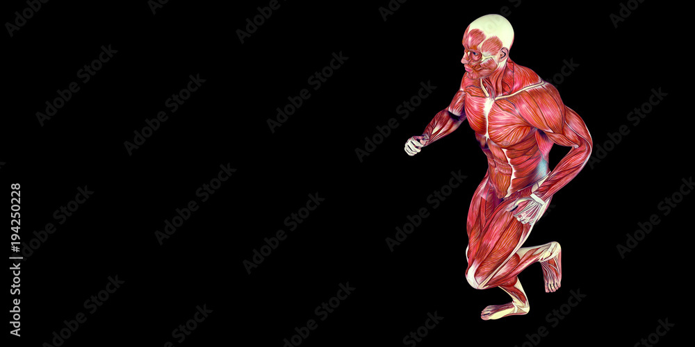 Human Male Body Anatomy Illustration with visible muscles Stock ...