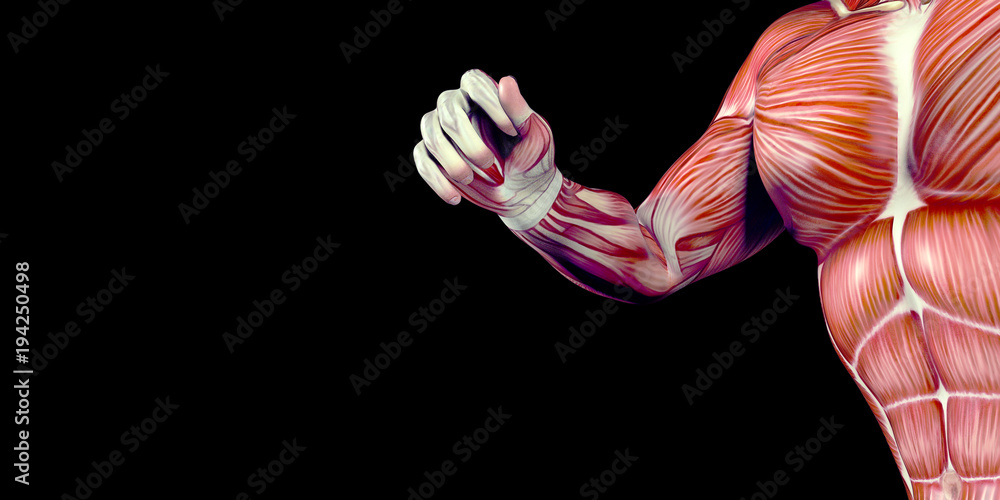 Human Male Body Anatomy Illustration with visible muscles Stock ...