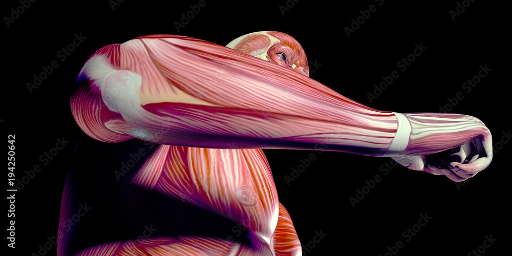 Human Male Body Anatomy Illustration with visible muscles Stock ...