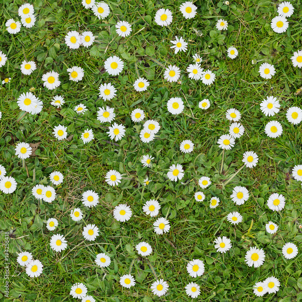 white flowers on the lawn top view seamless texture background Stock ...