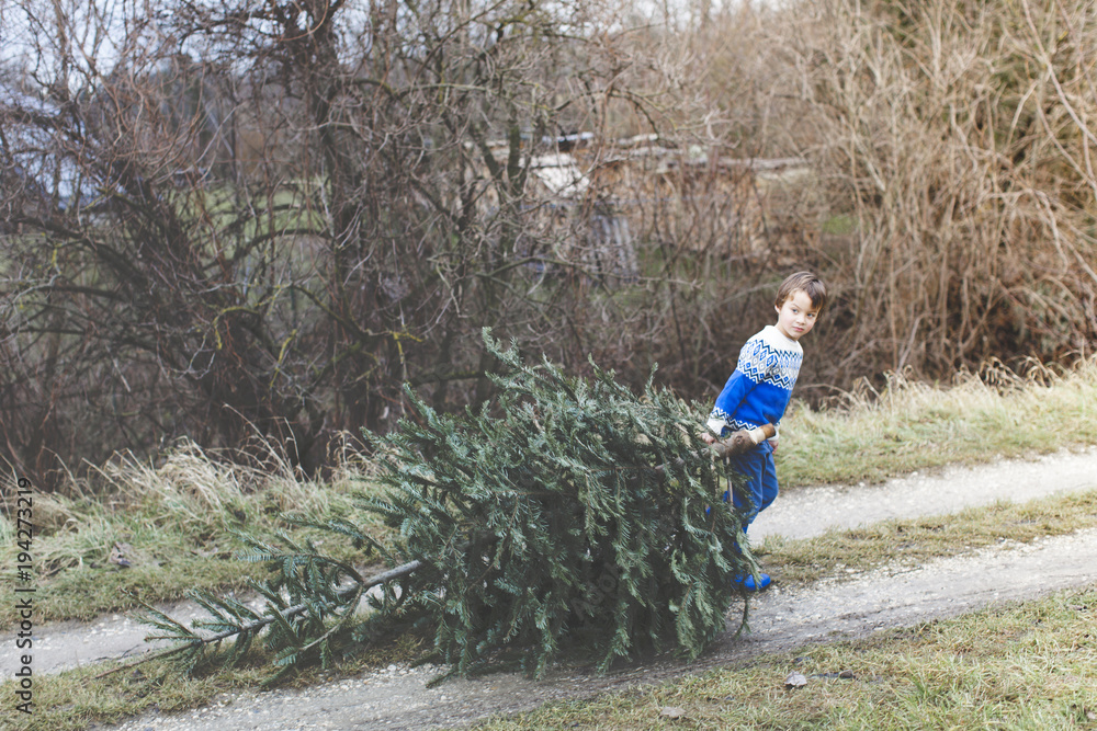 young boy is pulling an old christmas tree for knut Stock Photo | Adobe ...