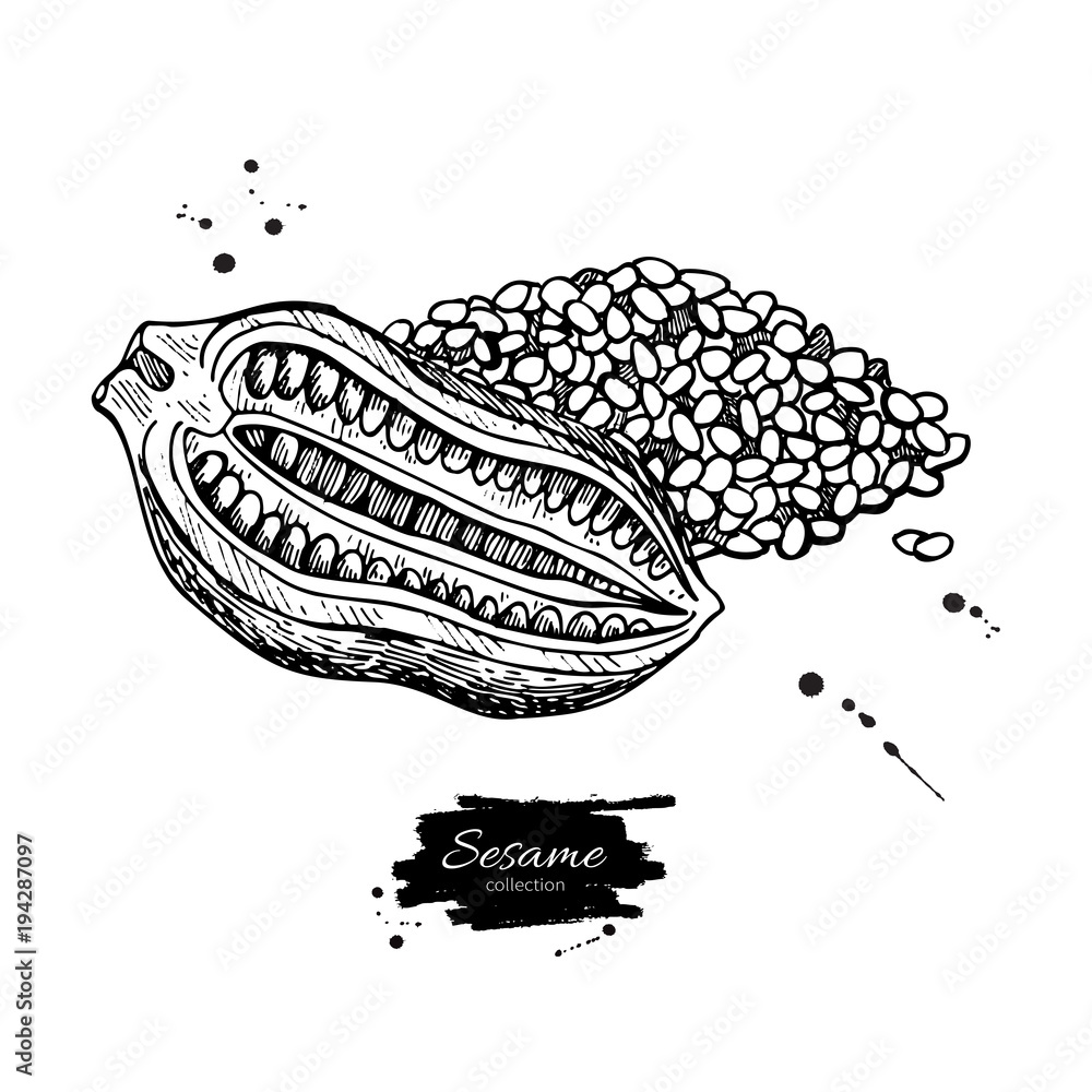 Sesame nut and seed vector drawing. Hand drawn food ingredient. Stock ...