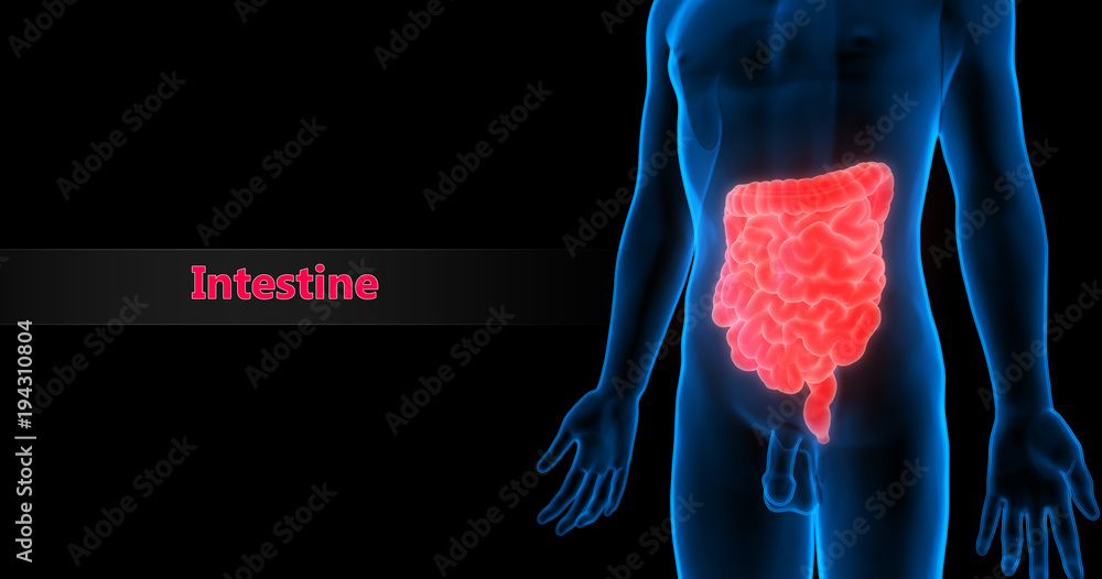 Human Large And Small Intestine