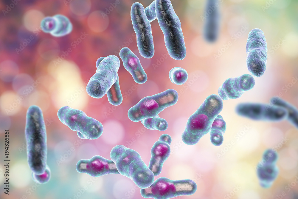 Clostridium perfringens bacteria, anaerobic spore-producing bacteria ...
