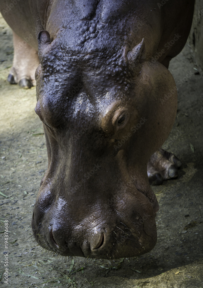 Hippopotamus showing secretion of sun screen liquid from sweat glands ...
