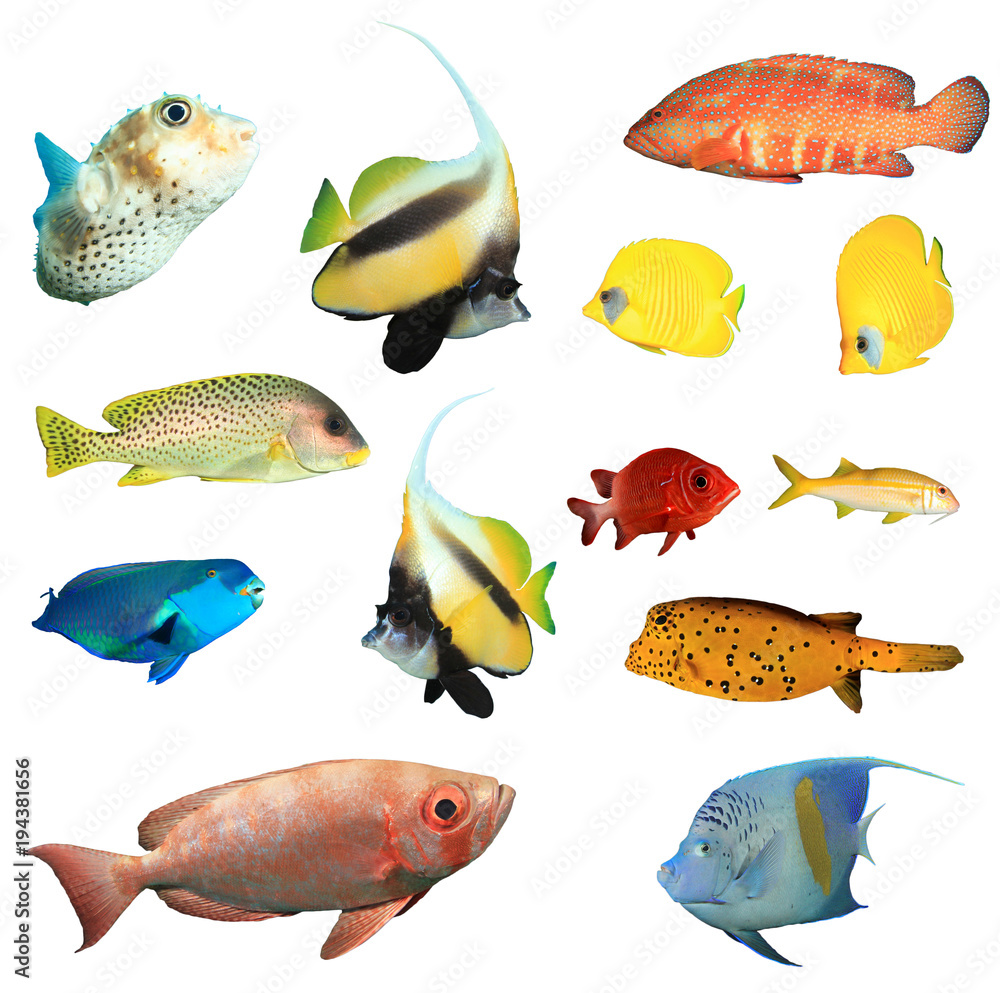 Collection reef fish of Indian and Pacific Oceans. Tropical fish ...
