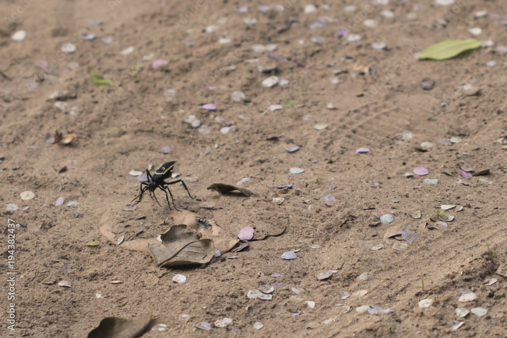 Amazing picture of enormous Tarantula hawk walking around, hunting for ...