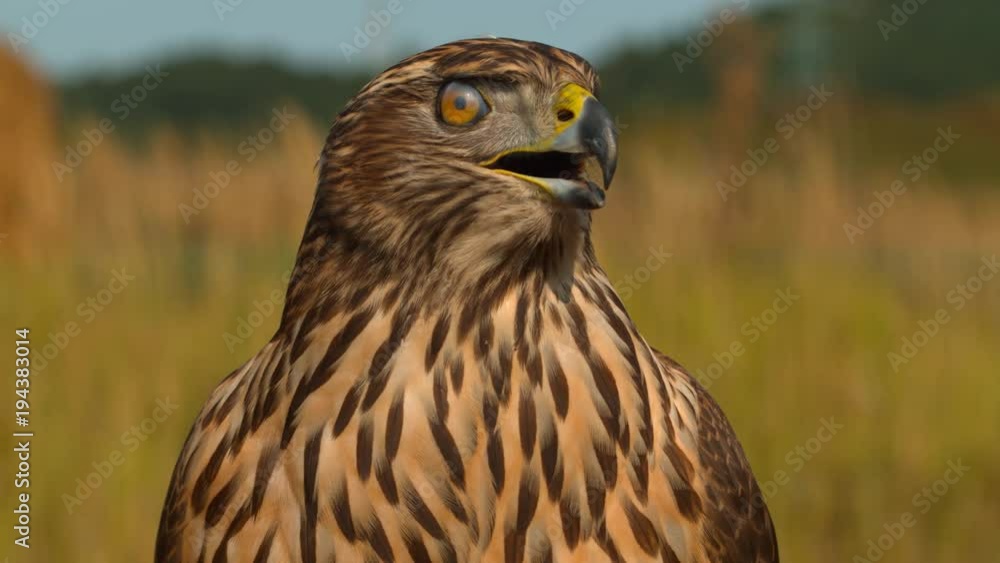 Close up of a falcon Stock Video | Adobe Stock