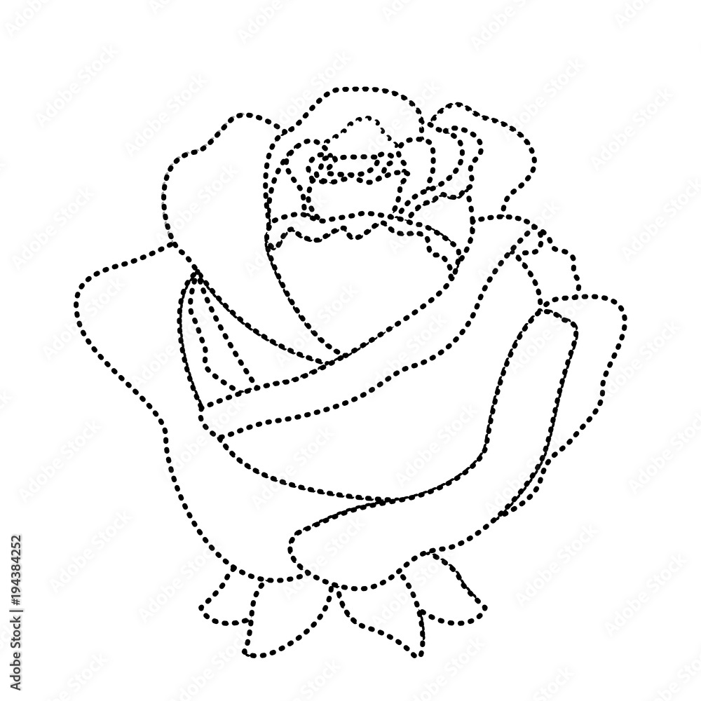 flower rose delicate decoration floral nature petals vector ...