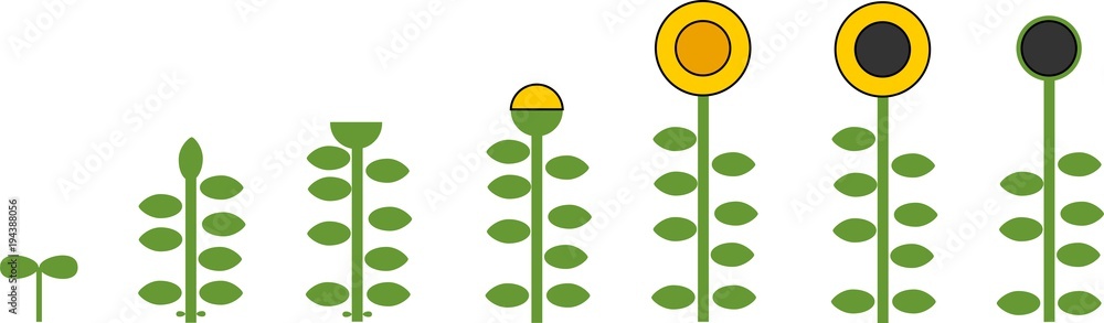 Stylized sunflower life cycle. Growth stages from seed to flowering and ...