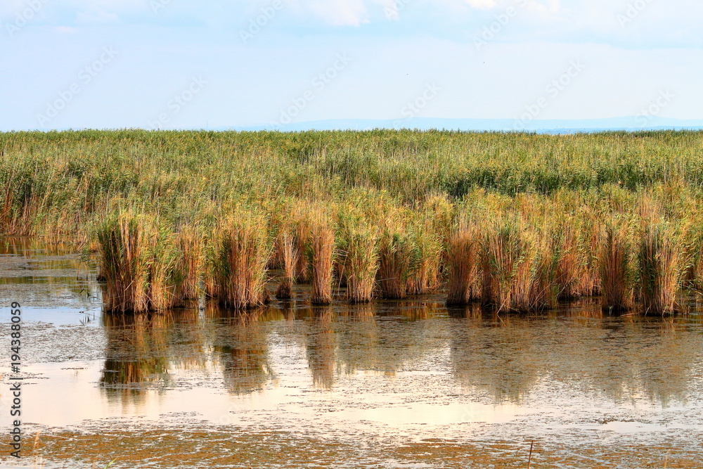 Rushes And Reeds