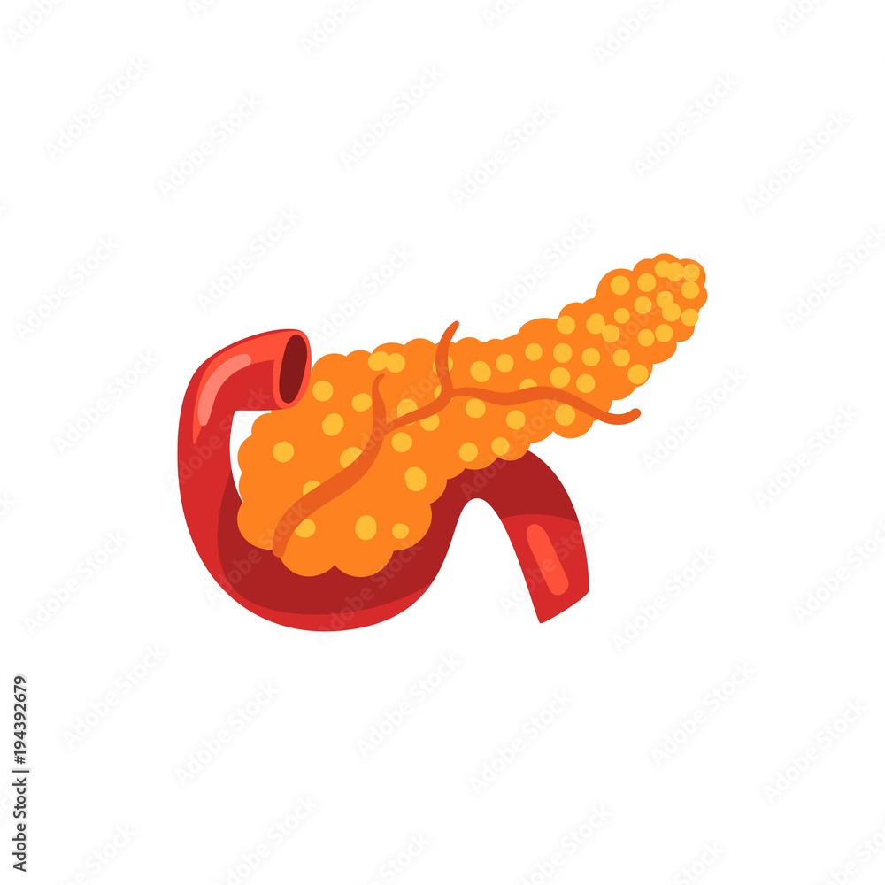 Pancreas, human internal organ anatomy vector Illustration on a white ...