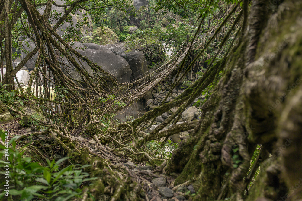 Living roots bridge near Nongriat village, Cherrapunjee, Meghalaya ...