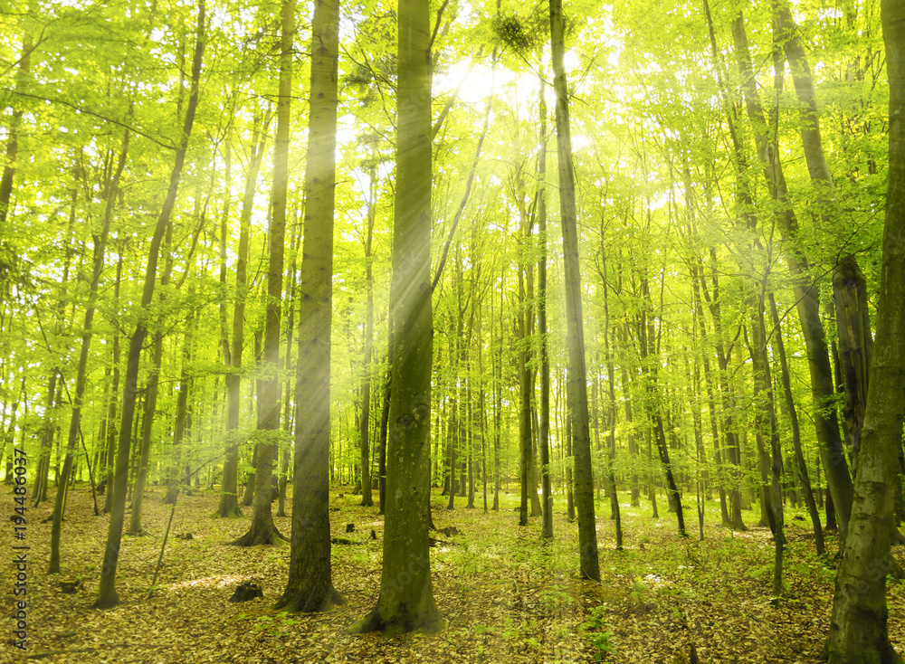 Light Green Forest Background