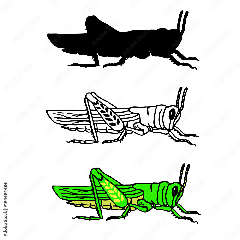 Grasshopper Clip Art Black And White