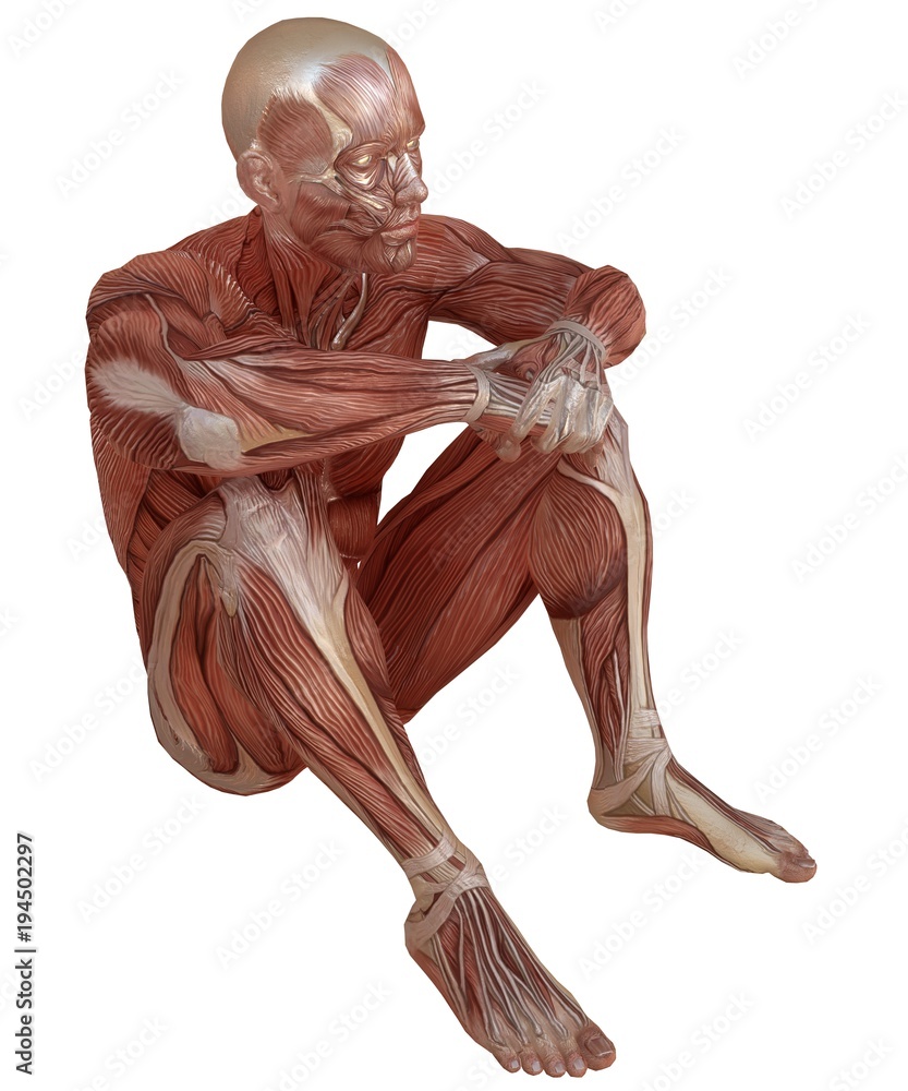 Male body without skin, anatomy and muscles 3d illustration isolated on ...