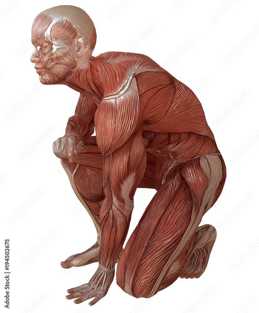 Male body without skin, anatomy and muscles 3d illustration isolated on ...