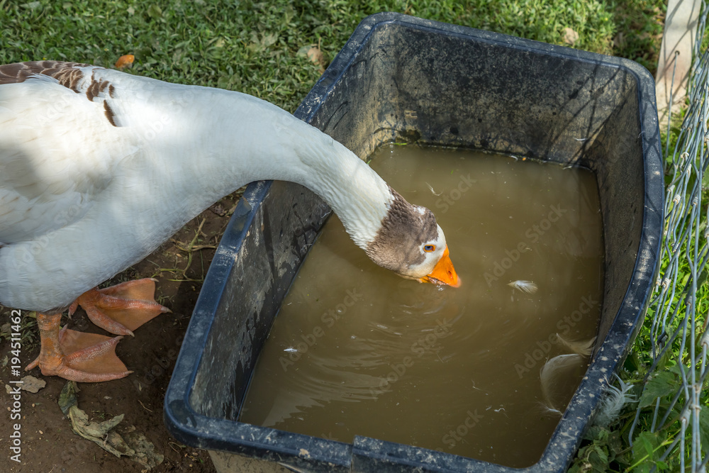 Goose drinking water in a rectangular black plastic bucket Stock Photo ...