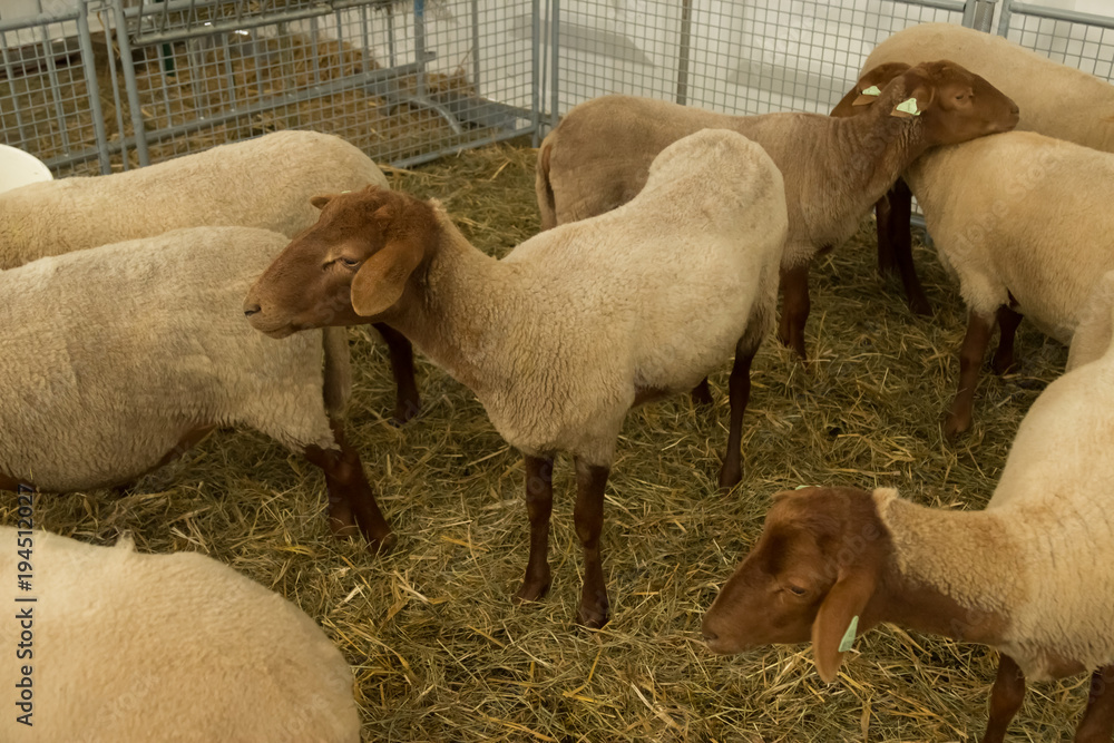 Brown sheep inside a barn cage Stock Photo | Adobe Stock