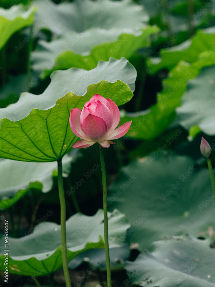 lotus flower Stock Photo | Adobe Stock