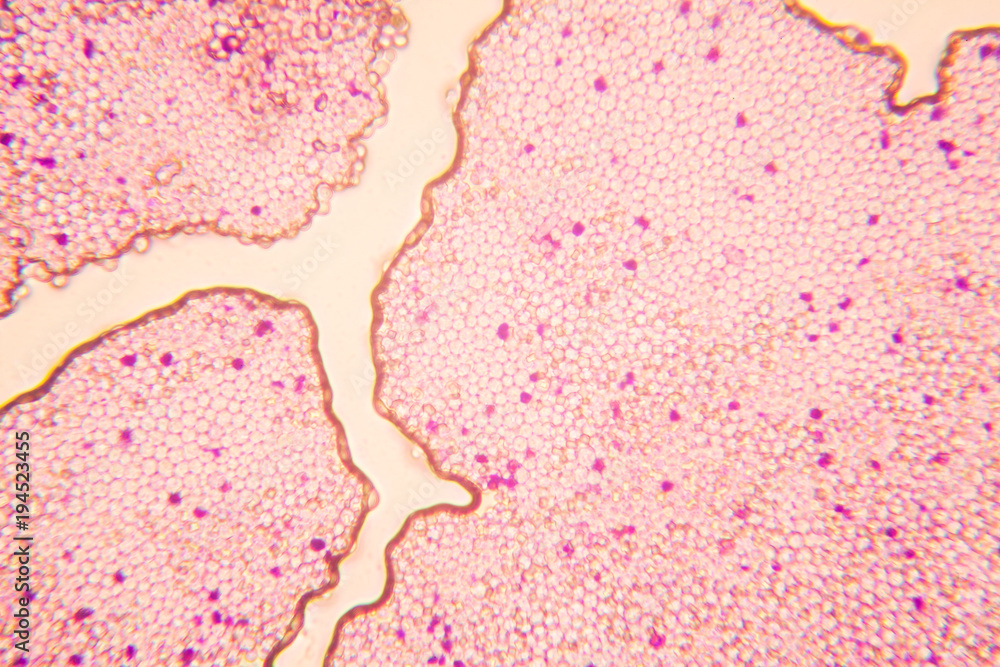 Yeast at the microscope Stock Photo | Adobe Stock