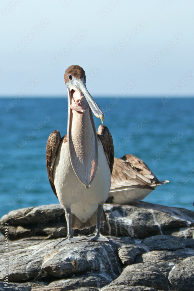 California Brown Pelican idisplaying tongue at Punta Lobos in Baja ...