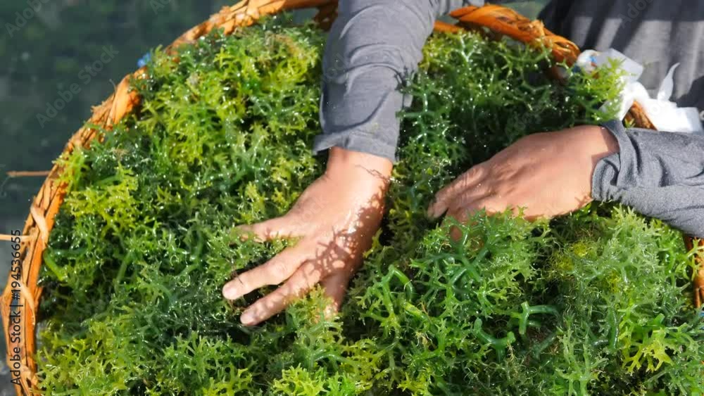 Algae Harvesting at Seaweed Farm Plantation. 4K. Nusa Penida Island ...
