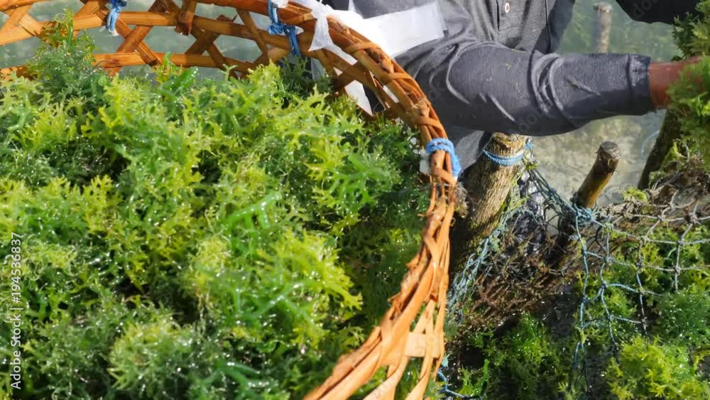 Asian Farmer Woman Collecting Algae at Sea Weed Farm Plantation ...