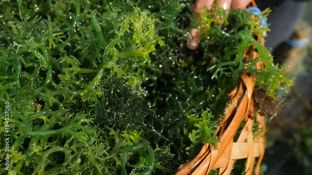 Asian Farmer Woman Collecting Algae at Sea Weed Farm Plantation ...