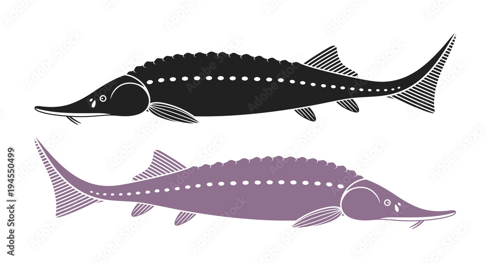 Sturgeon logo. Isolated sturgeon on white background Stock Vector ...