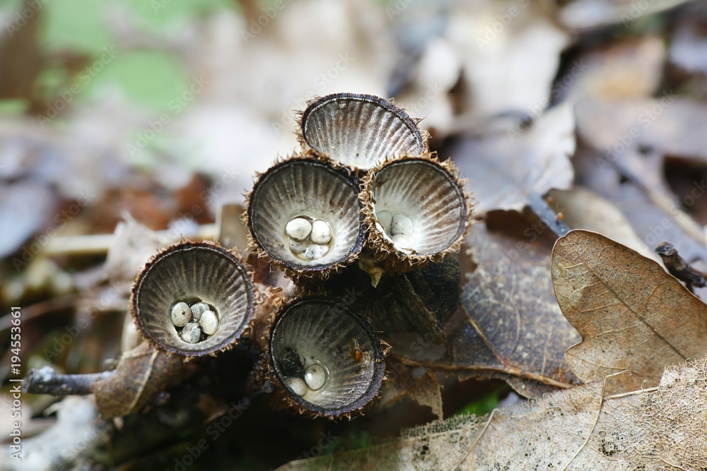 Fluted bird's nest fungus, Cyathus striatus, stange mushroom from ...