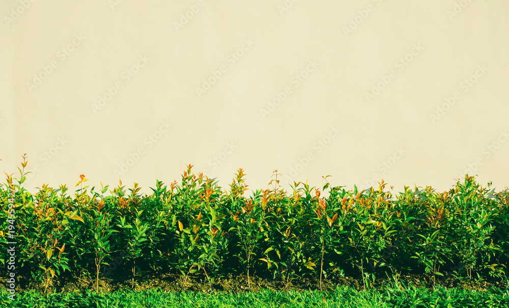 Shrubbery, Green hedges, Shrubbery texture background, Exterior in ...