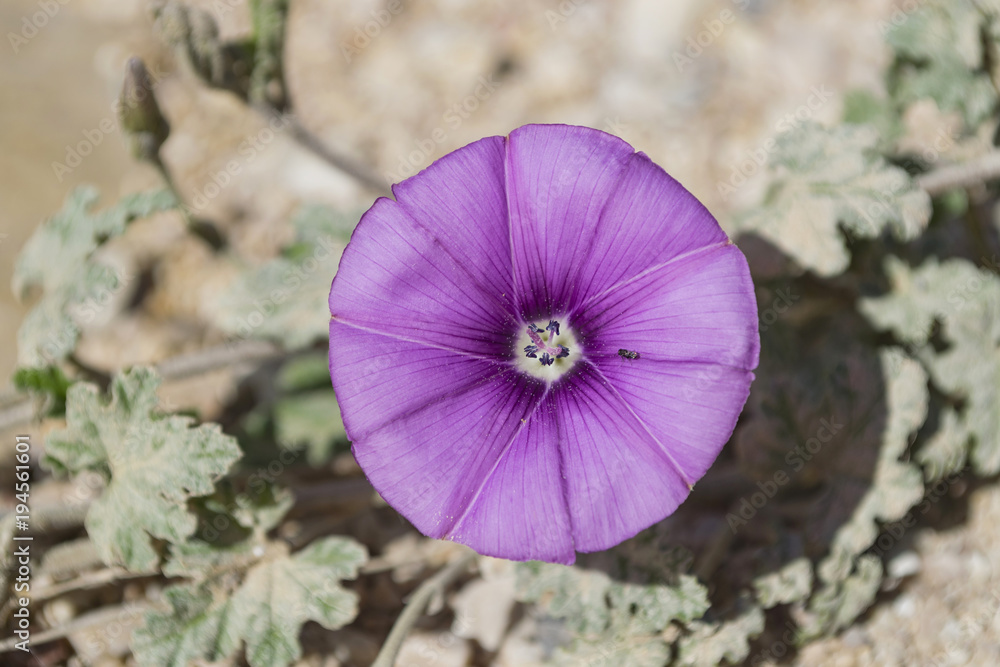 purple palmate bindweed, a morning glory, growing in a wadi in the ...