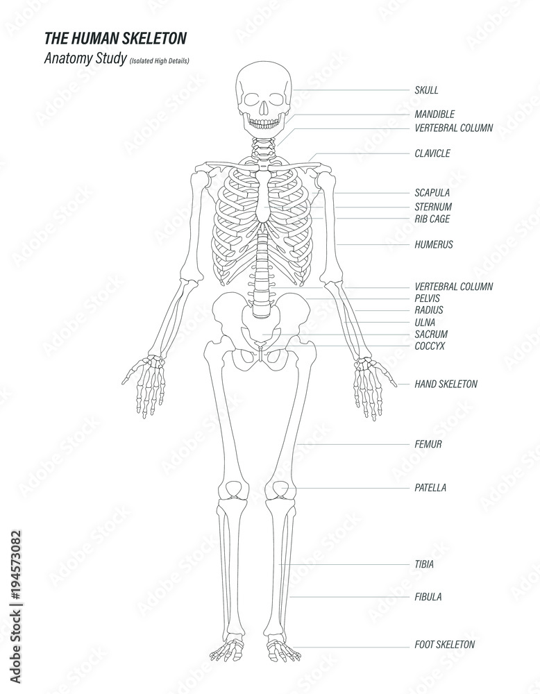 the human skeleton anatomy study concept black linear high details ...