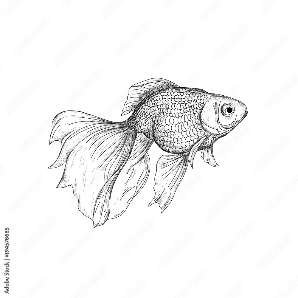 Realistic Goldfish Drawing
