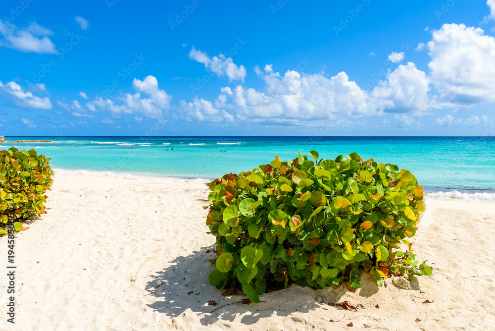 Dover Beach - tropical beach on the Caribbean island of Barbados. It is ...