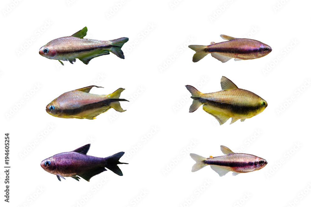 Different Types Tetra Fish