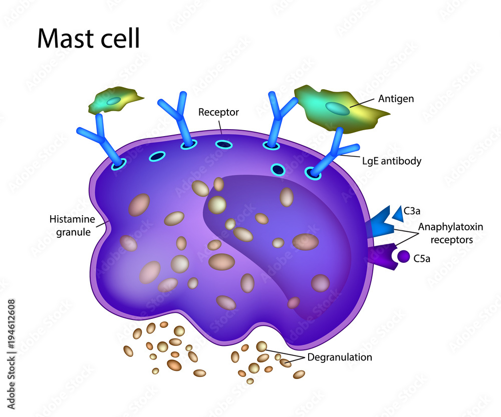 Mast Cell Activation Syndrome. White blood cell Stock Vector | Adobe Stock