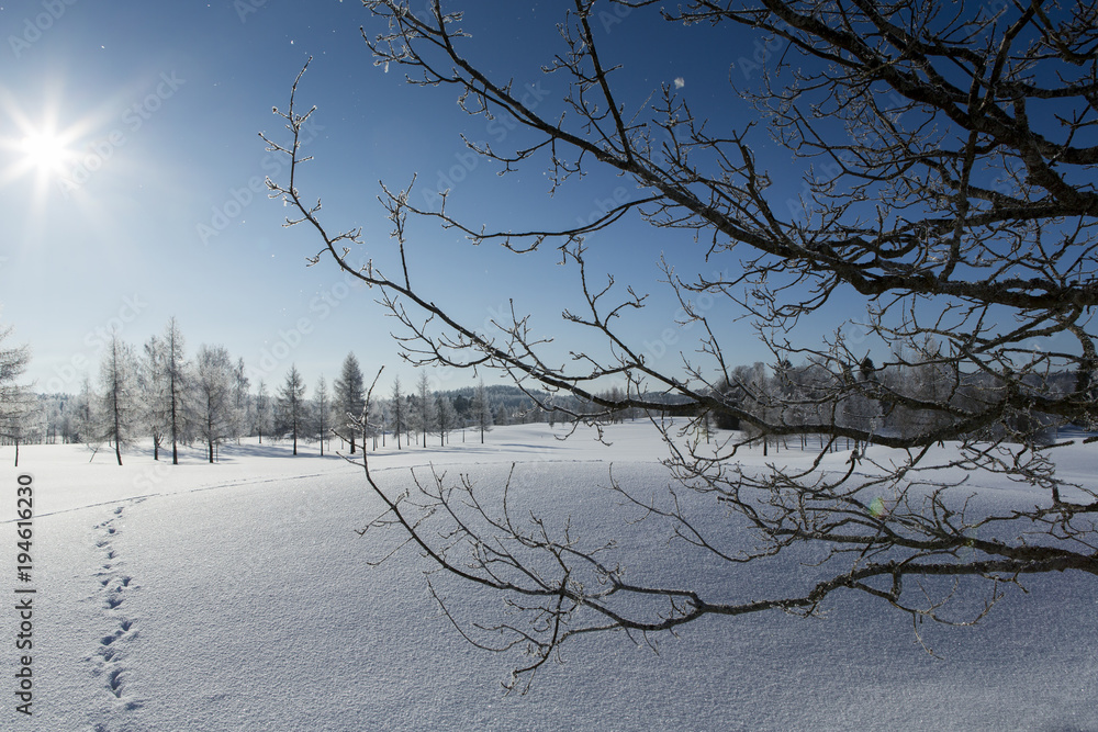 Beautiful Snow And Sun Wallpaper