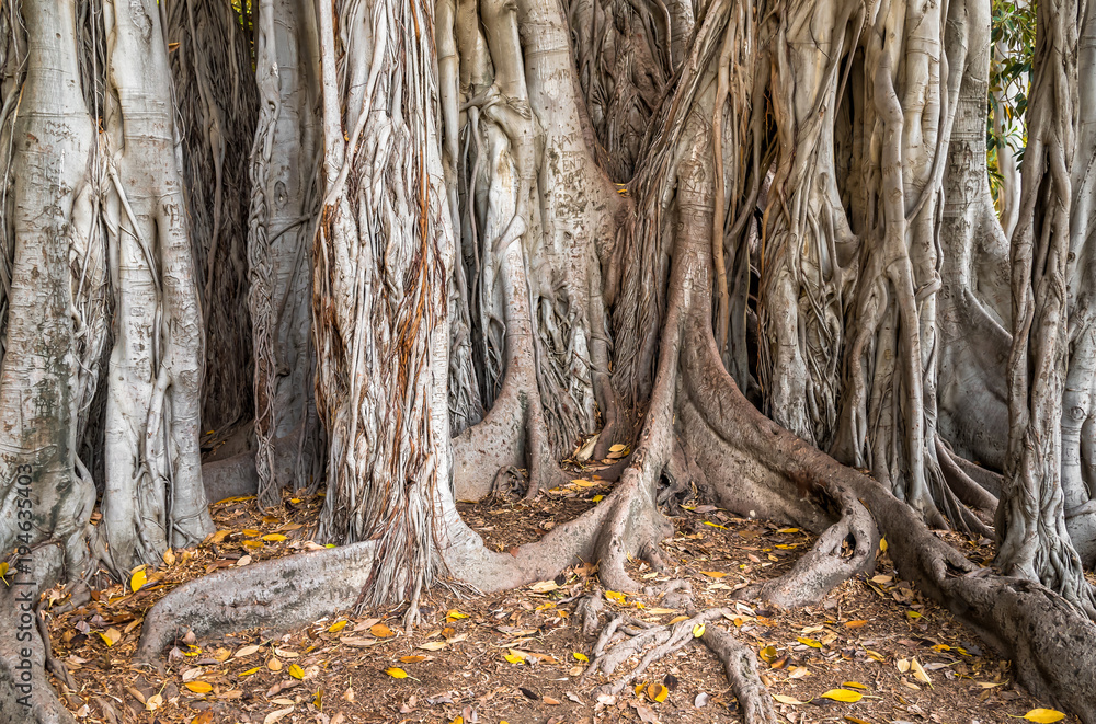The oldest specimen of Ficus macrophylla giant tree in Italy at Palermo ...