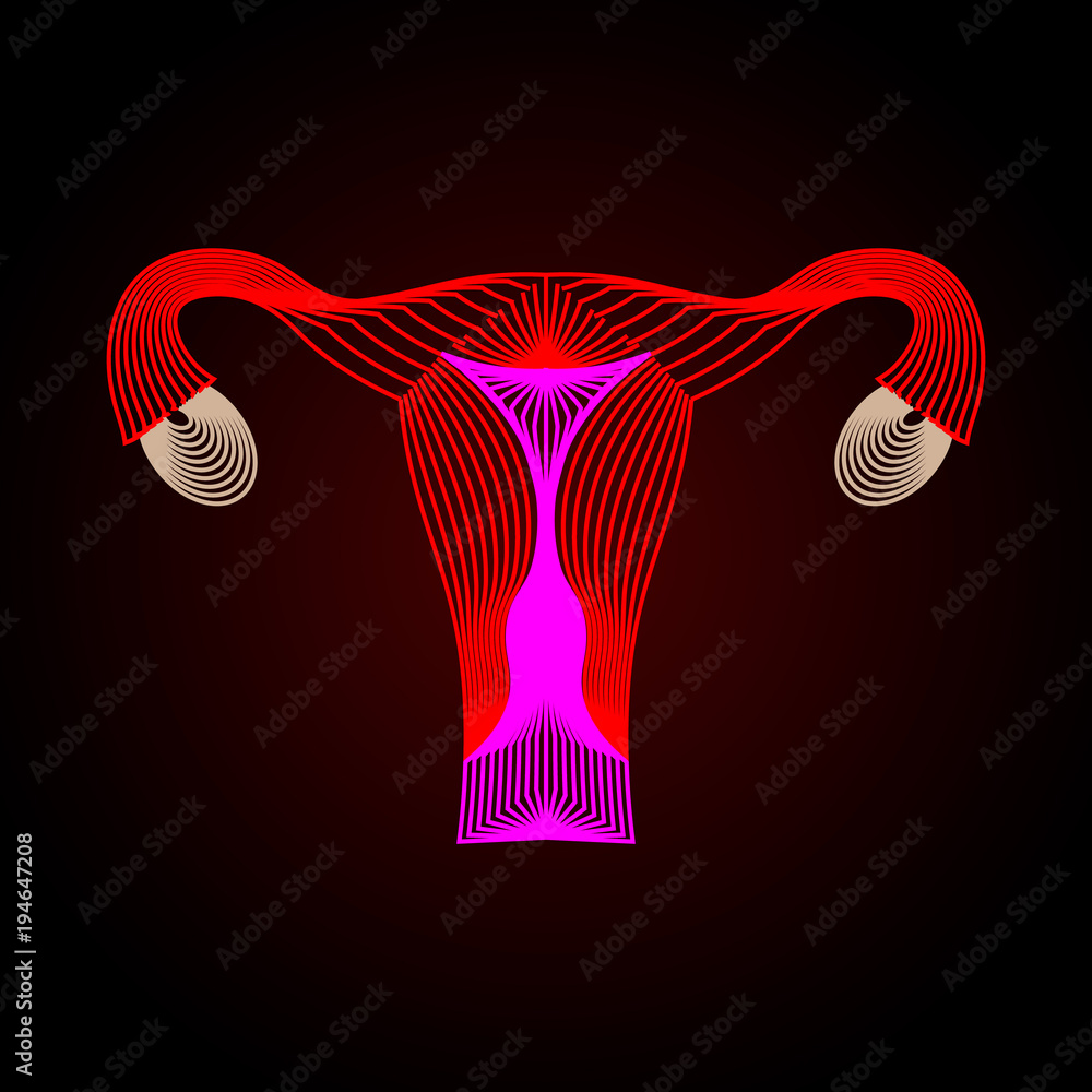 Uterus with ovary, cervix, fallopian tubes isolated on background ...